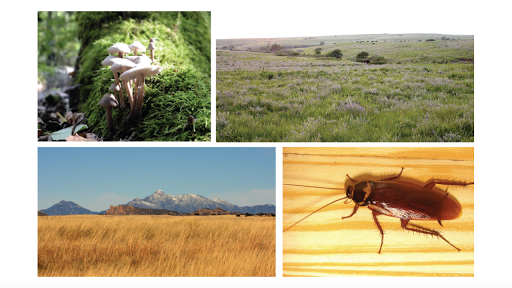 What is ecology? (article) | Ecology | Khan Academy