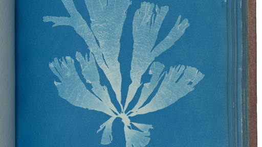 Anna Atkins and the cyanotype process (article) | Khan Academy