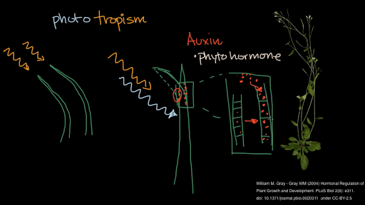 Phototropism Diagram