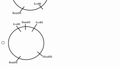 DNA technology questions (practice) | Khan Academy