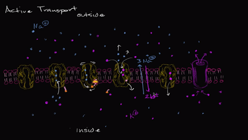 Sodium Potassium Pump Animation Action Potential