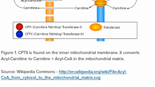 Carnitine Shuttle Animation
