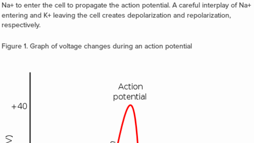 Neuronal membranes: Nature's capacitors (practice) | Khan Academy