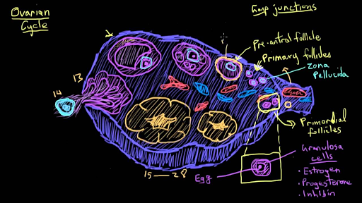 The Ovarian Cycle Of Events Ovarian Cycle And Hormonal Regulation