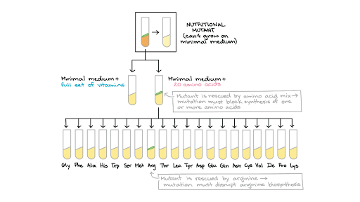 One gene, one enzyme | Beadle and Tatum (article) | Khan Academy