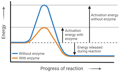 Enzyme Activation Energy Graph Function Of Enzymes: Substrate, Active