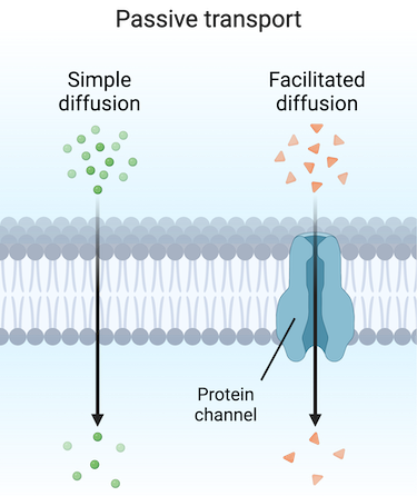Homeostasis In Cells Diagram Normal T Cell Homeostasis: The Conversion
