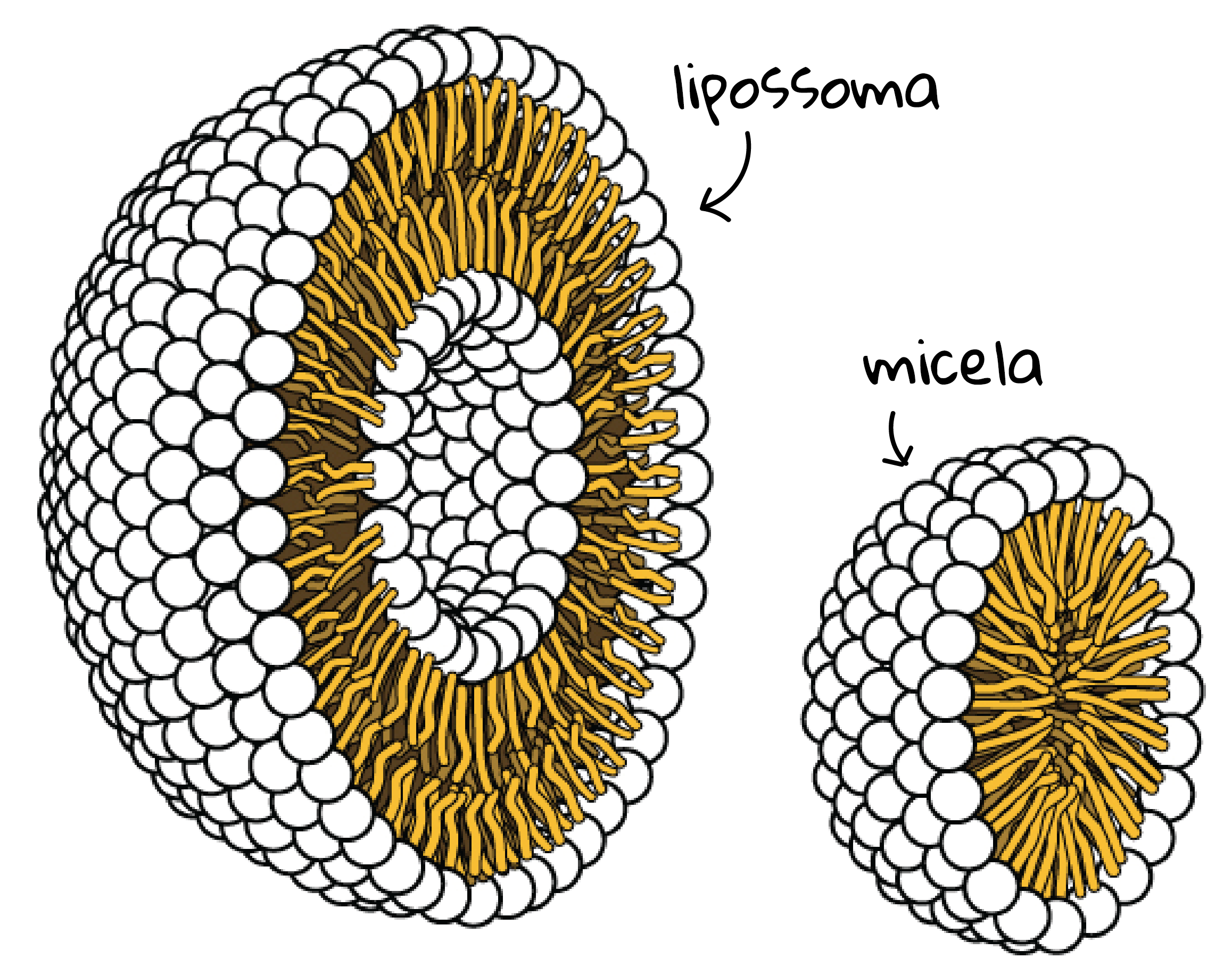 Fosfolipidios Na Membrana Celular