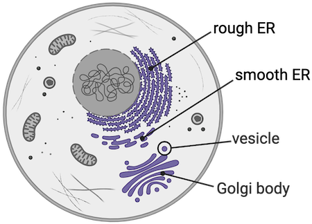 Cell Vesicle Diagram