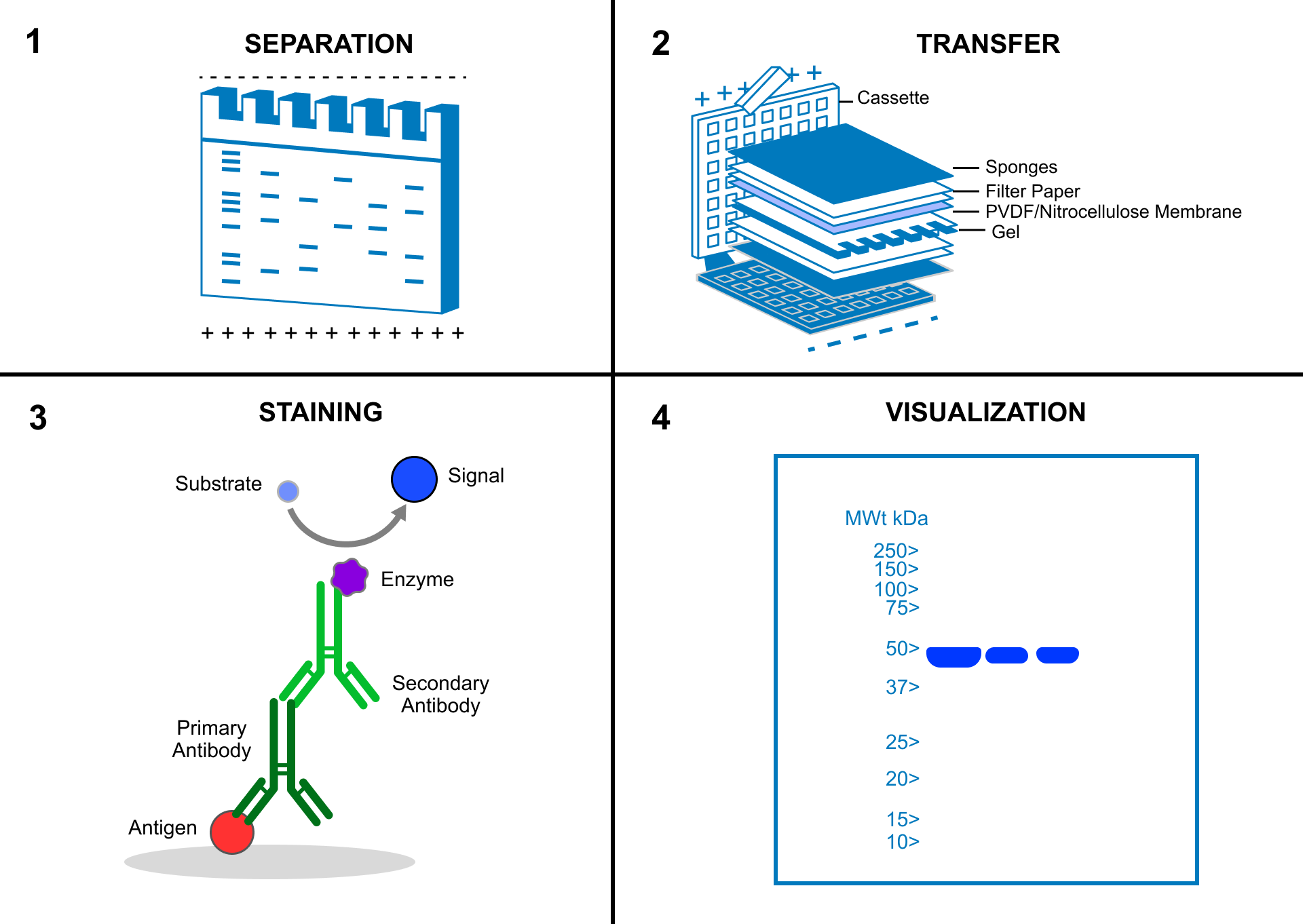 Step By Step Sequence For Specificity Test Using Western Blot Method