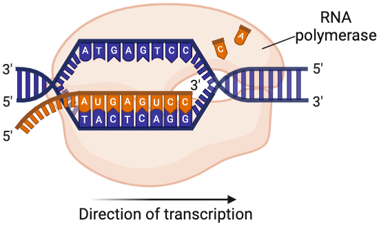 Mrna Strand