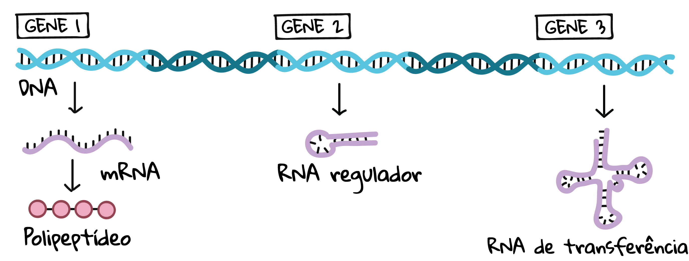 Diagrama De Expressao Genetica Tipos De Regulacao ABC Da Medicina