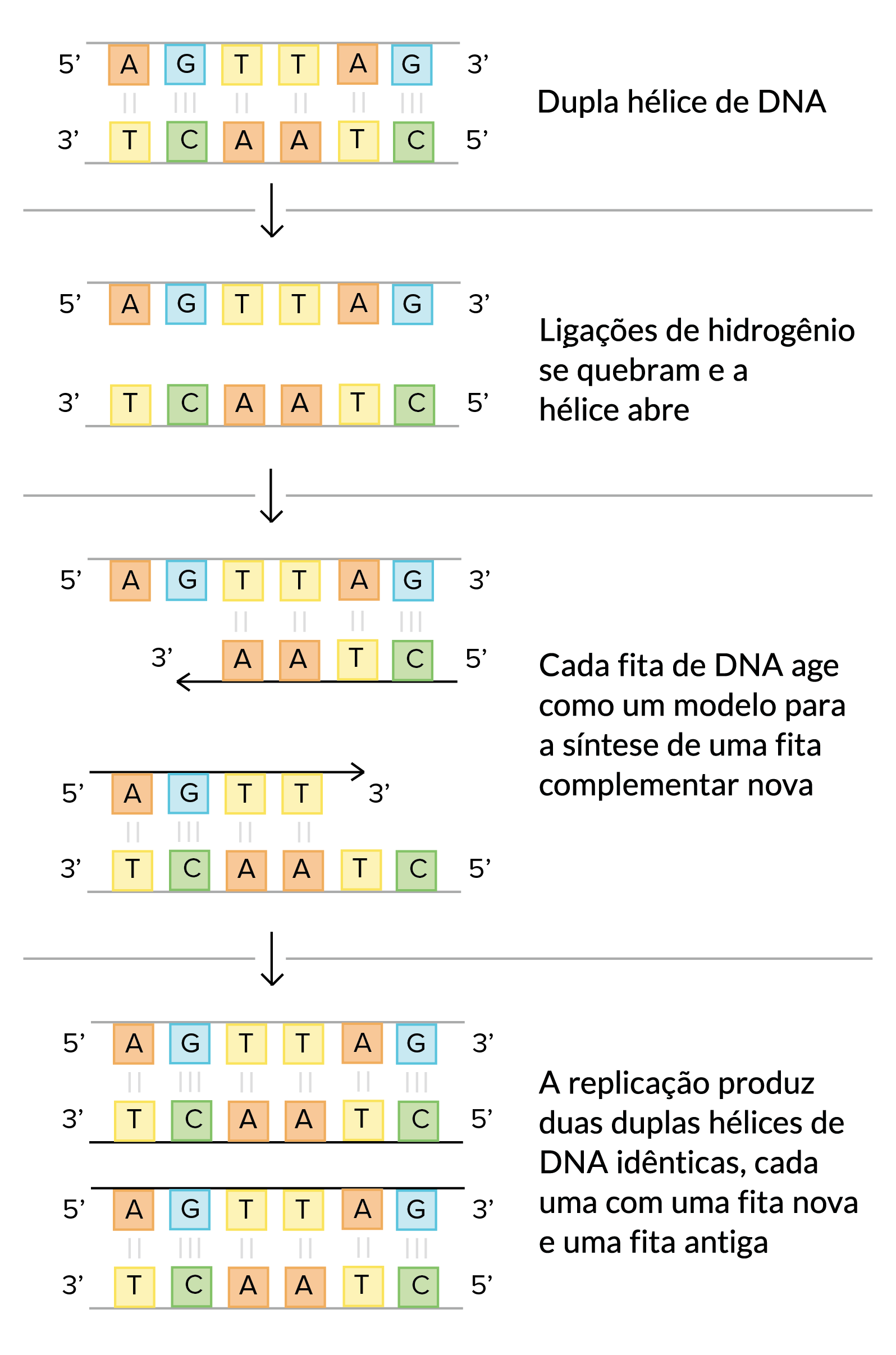 Sequencia Genetica Do Dna