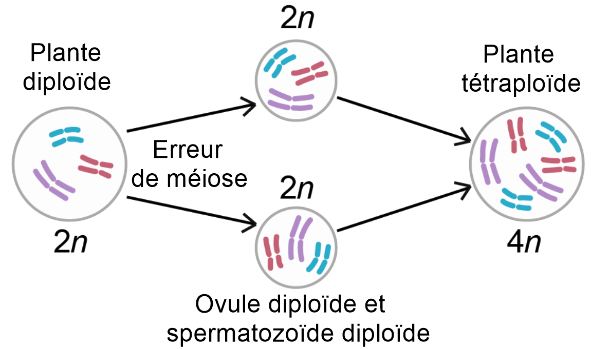 Khan Academy