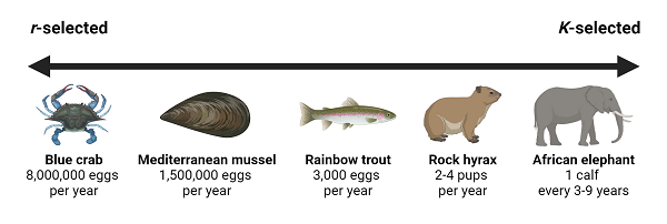 K Vs R Species R Selected Vs. K Selected Species | Overview
