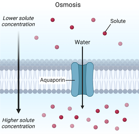 Osmosis Diagram Reverse Osmosis: Introduction, Principle, Working