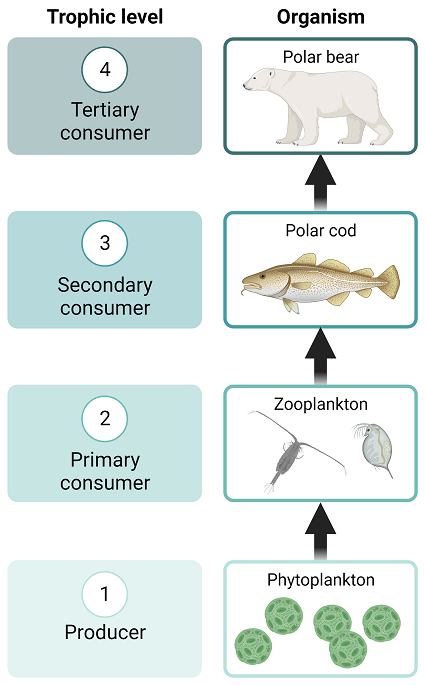 Food Chain And Food Web Definition Diagram And Examples Biologysir
