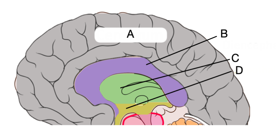 Brain Anatomy Labeling Practice