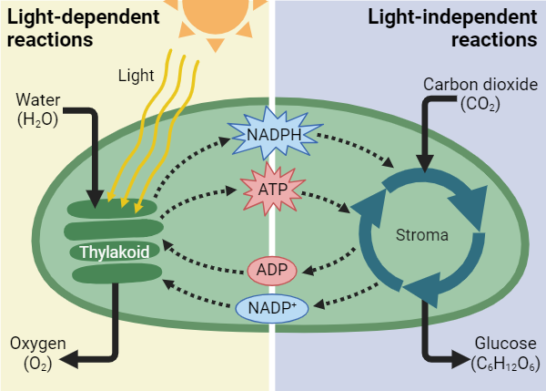 Light Reactions Of Photosynthesis Process