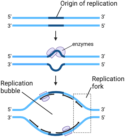 Replication Bubble Course: S5: Biology , Topic: Unit 4 DNA Replication