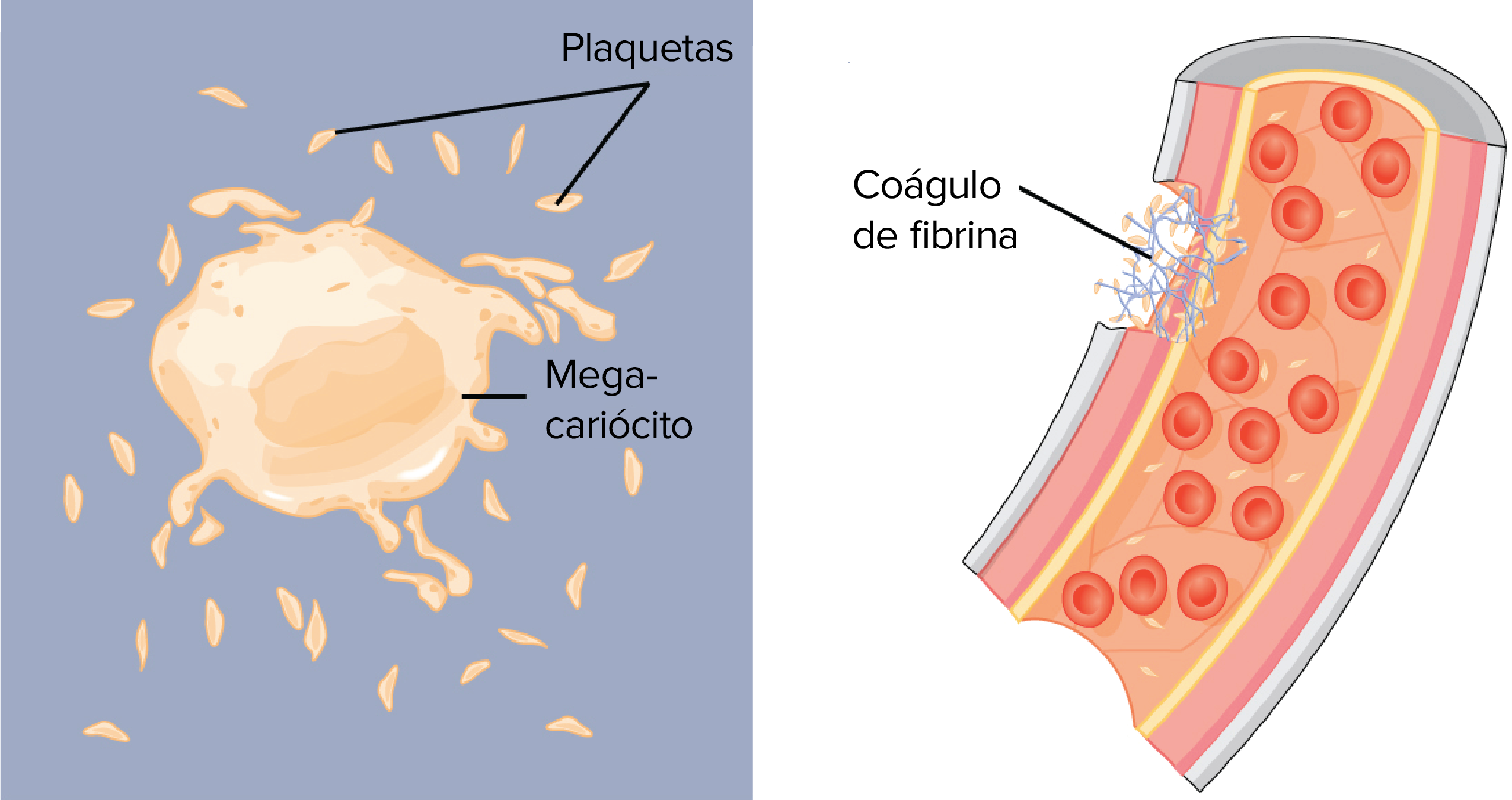 Trombocitos Humanos Plaquetas E Hemostasia Hematologia