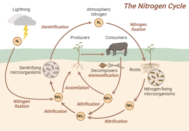 Nitrogen Cycle Diagram Nitrogen Cycle Free Science Lesson Science
