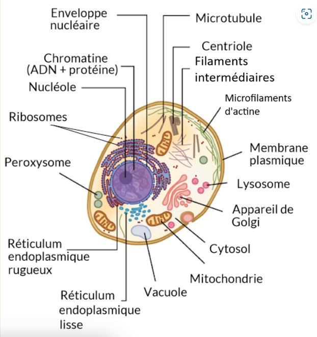 Exemples De Cellules Eucaryotes SVT TB Chapitre 1 Les Cellules