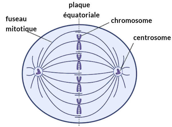 Khan Academy