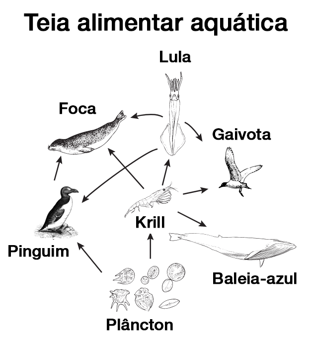 Cadeia Alimentar De Presas