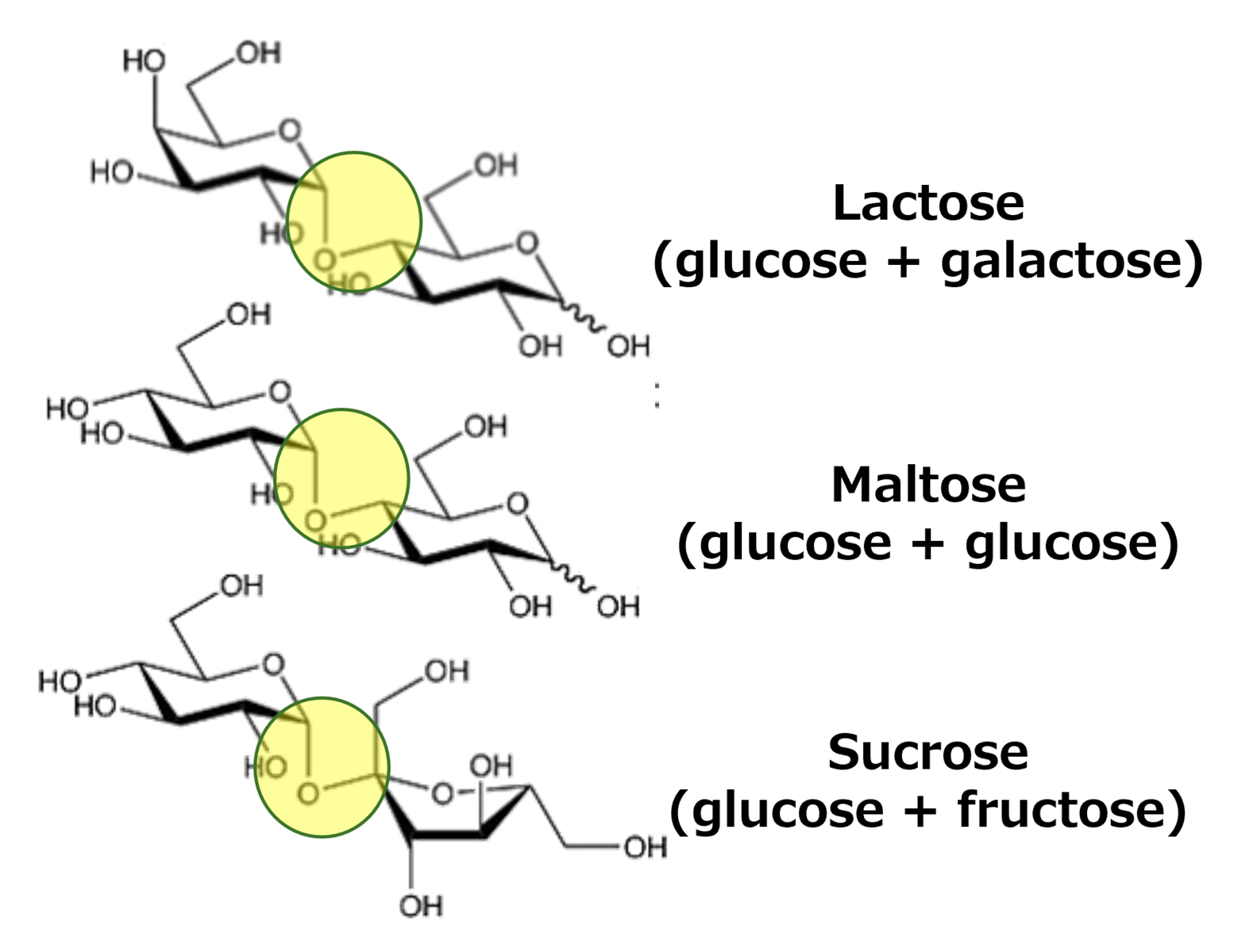 Alpha Glucose Linkage