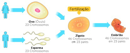 Celula Gameta Gametogénese – Wikipédia, A Enciclopédia Livre