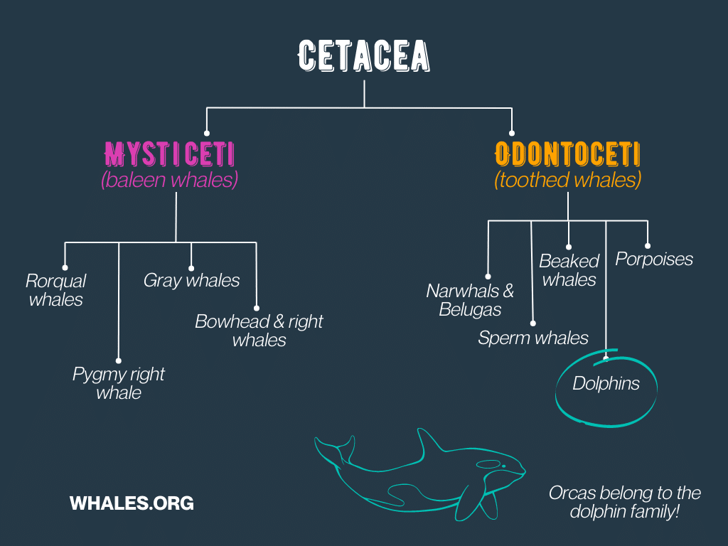 Names Of Baleen Whales