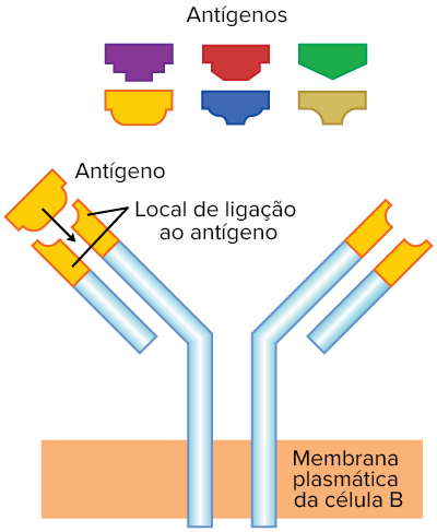 Diagrama Do Sistema Imunologico Simples