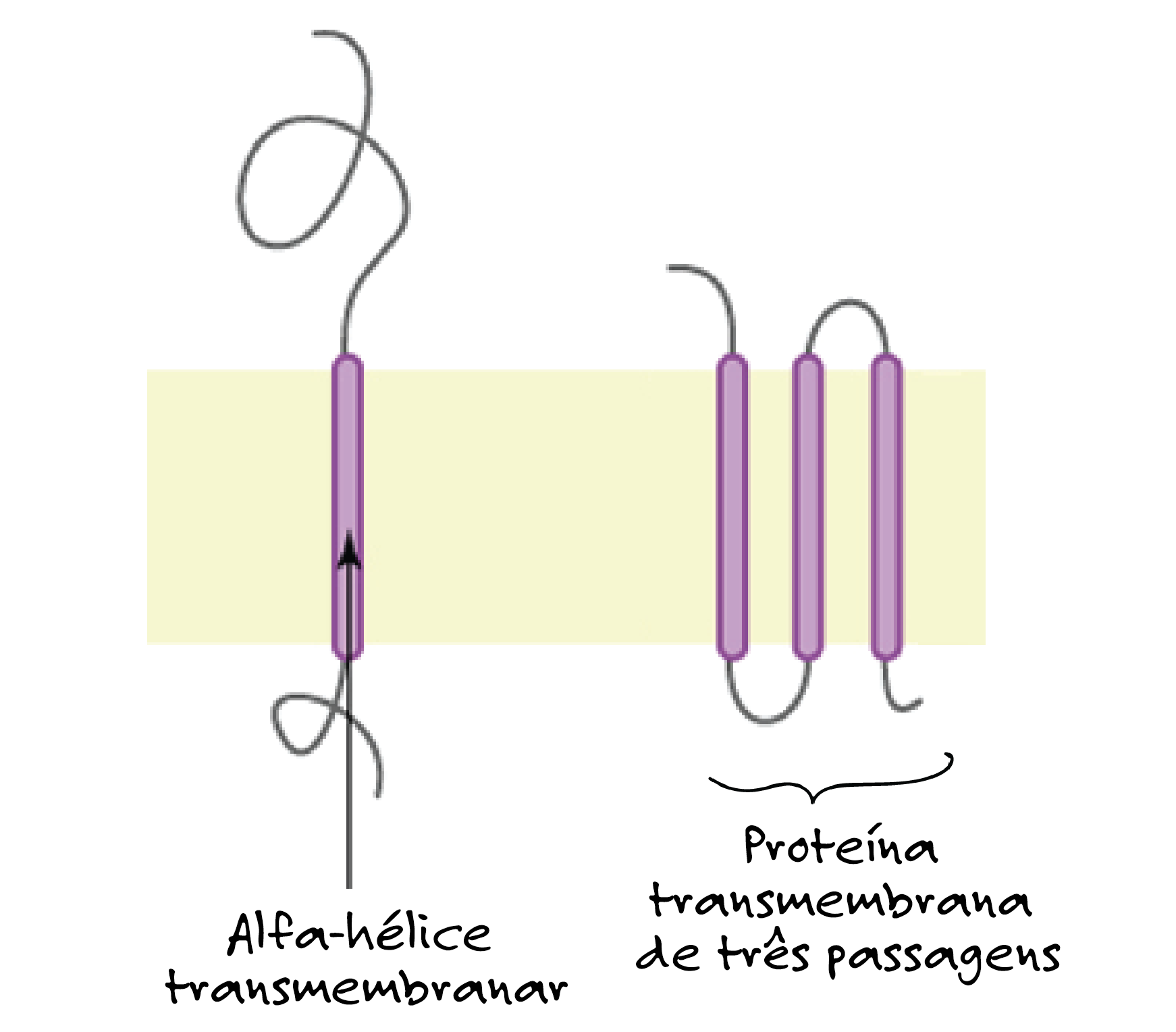 Fosfolipidios Na Membrana Celular