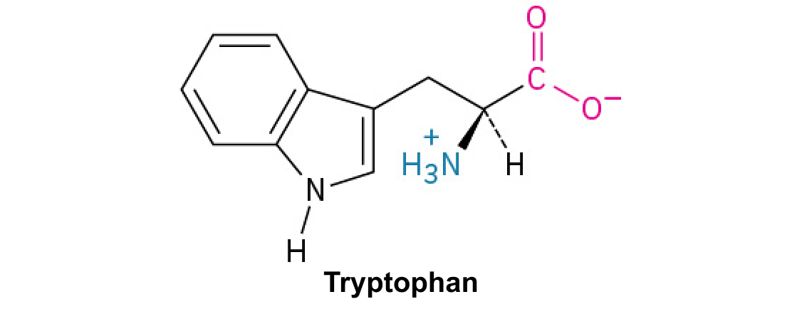 Tryptophan Structure