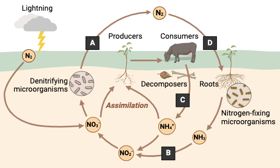 Nitrogen Cyclenitrogen Cycle Model Biogeochemical Cycle