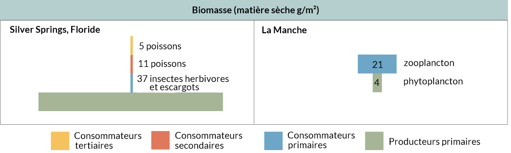 Chouette Pyramide De Biomasse Corrige Chaine Alimentaire Et Pyramide