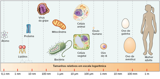 Planilha De Celulas Procarioticas E Eucarioticas Células