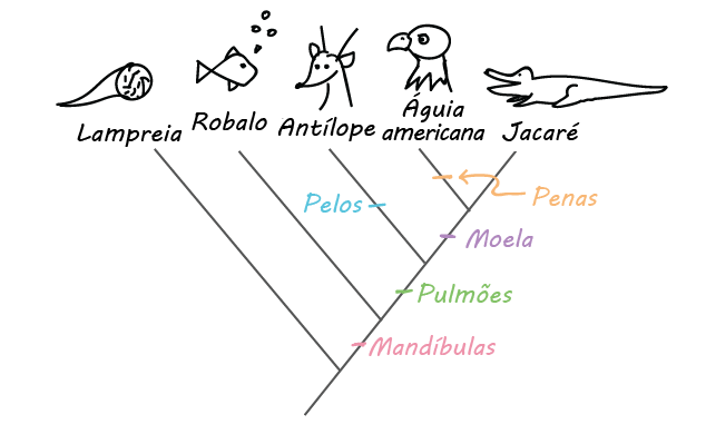 Arvore Filogenetica Cladogram Cladograma Cladograms Analogous Abaixo Organs Evolution Ancestral ...