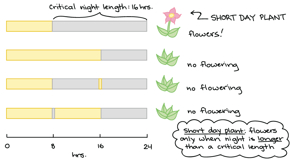 Exemplos De Plantas De Dias Curtos Novo Exemplo Exemplos De Plantas De Dias Curtos Novo Exemplo