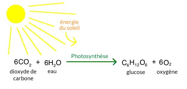 équation De Respiration Cellulaire Avec états