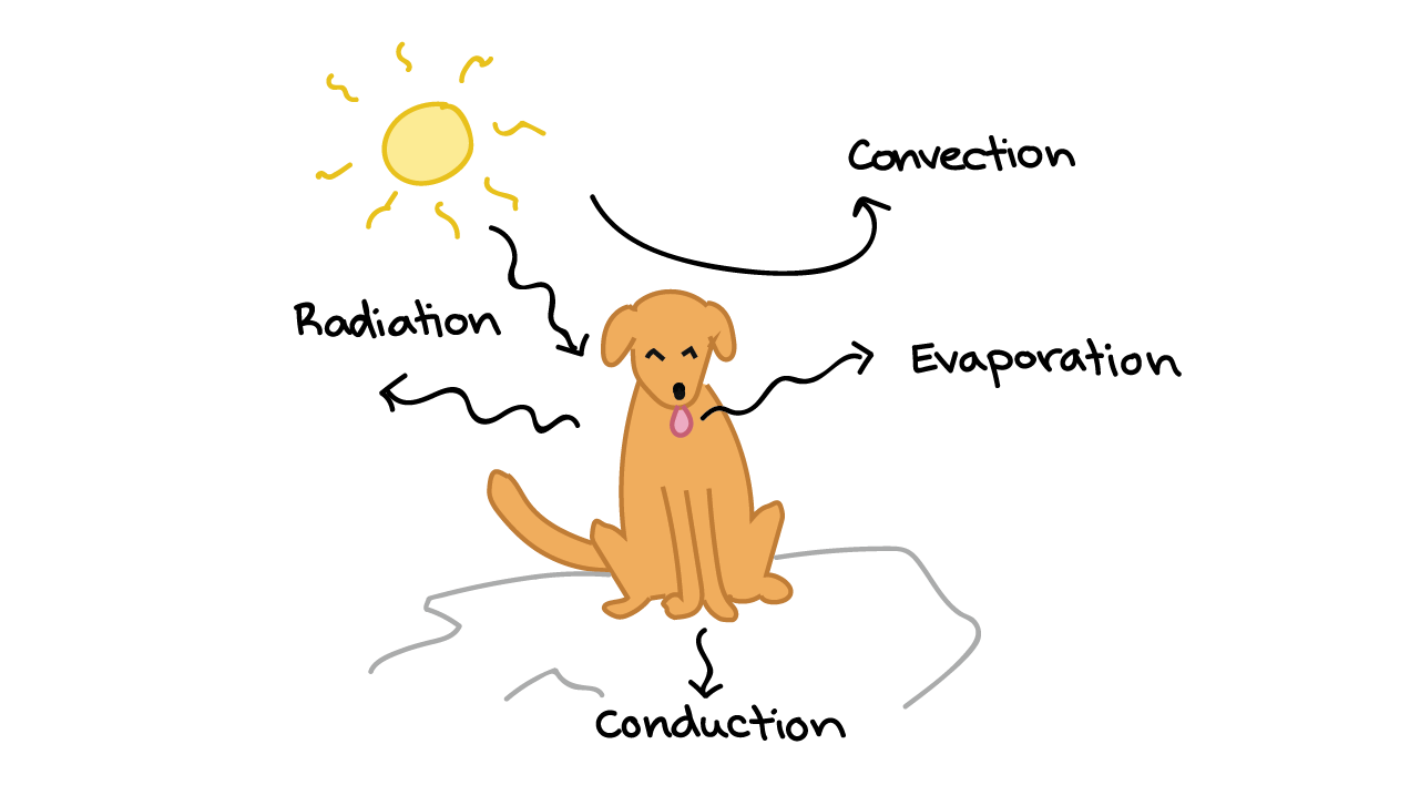 Homeostasis Examples In Animals