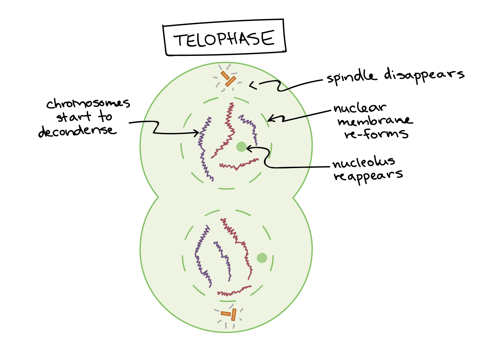 Fajarv Prophase Drawing Labeled