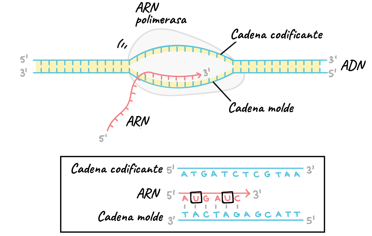 Transcripci n Mind Map