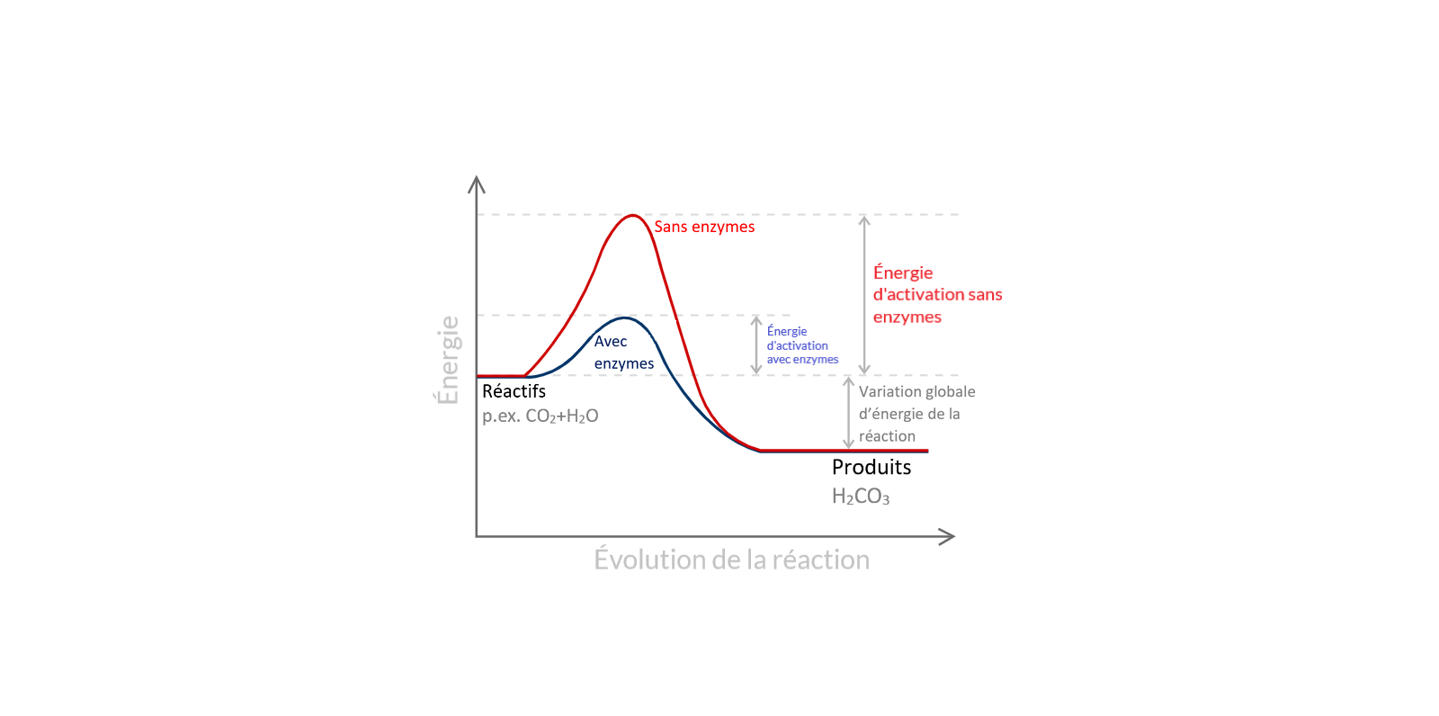 Exemples De Réactifs