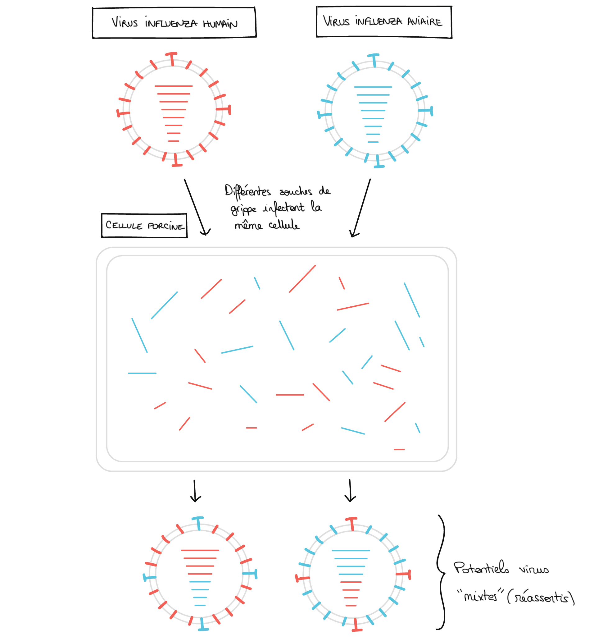 Diagramme Du Virus De La Grippe