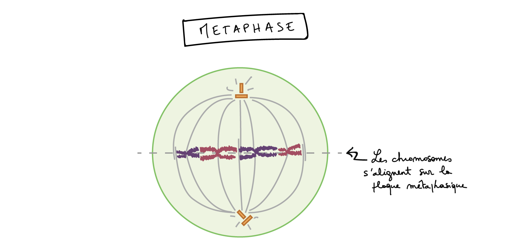 Fuseau Mitotique Mitose | Le Monde En Images