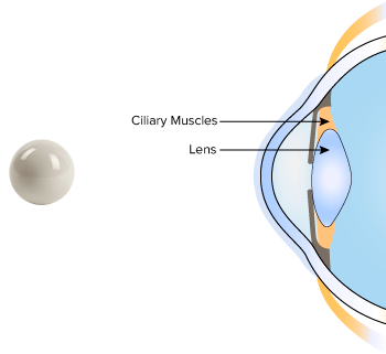 Ciliary Muscle Accommodation