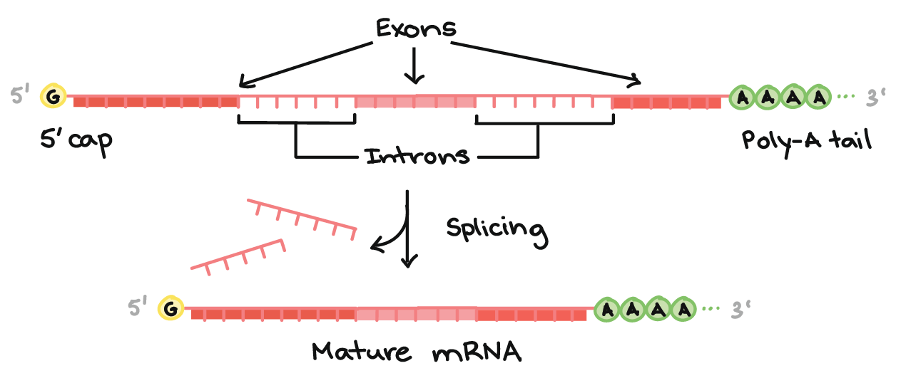 What Is Cap How Does Cap Work Biology At Angela Prasad Blog What Is Cap How Does Cap Work Biology At Angela Prasad Blog