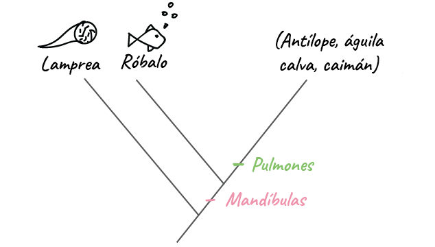 Hoja De Trabajo Para Construir Un árbol Filogenético